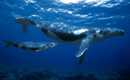 Les baleines à bosse - Merveilles de la Réunion | Blog Rentacar Réunion