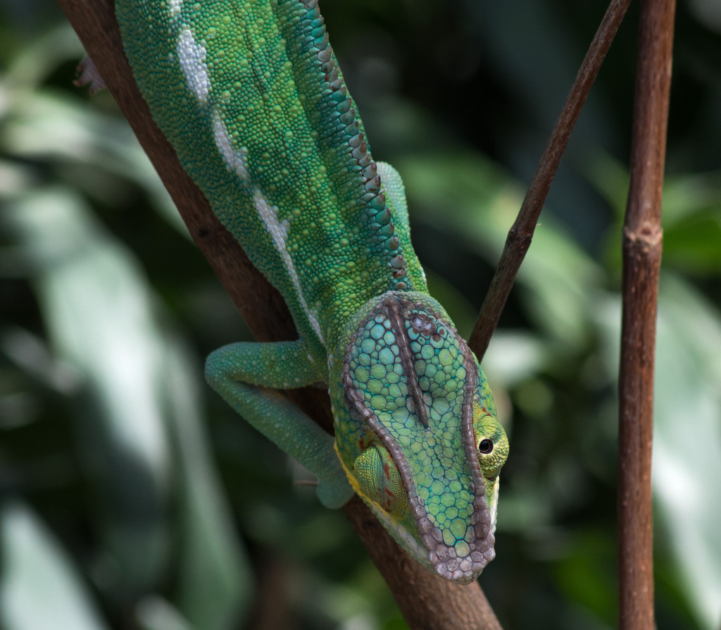 Le caméléon la star de la Réunion | Blog Rentacar Réunion